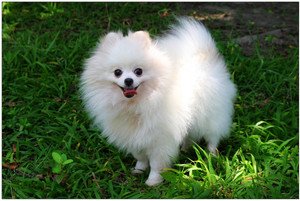 Cute Pomeagle Dog Multicolour Poster PhotoPrint Print Photographic ...