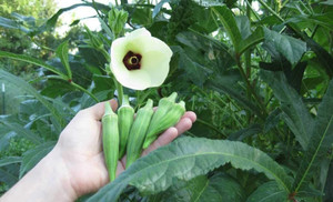 VibeX ® VLR-538 Green Okra (Bamia, Lady Finger) Seed Price in India ...
