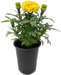 Fulmala Nursery Rose Plant Price in India - Buy Fulmala Nursery Rose ...