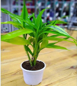 KUSH Lucky Bamboo Straight Stick Price in India - Buy KUSH Lucky Bamboo ...