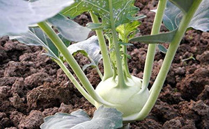 KANAYA Knol Khol (kohlrabi) F1 hybrid Seed Price in India - Buy KANAYA ...