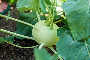 KANAYA Knol Khol Vegetable Fresh Hybrid Seed Price in India - Buy ...