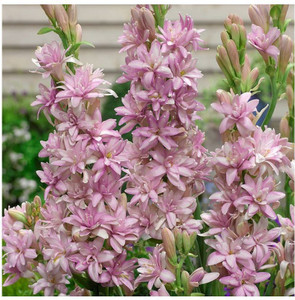 JESAA GREENS Polianthes Tuberosa (Rajnigandha) Seed Price in India ...