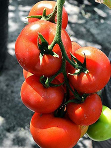Cera Wares Tomato Seed Price in India - Buy Cera Wares Tomato Seed ...
