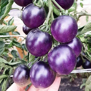 Cera Wares Tamatar Seed Price in India - Buy Cera Wares Tamatar Seed ...