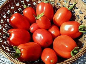 MKR Enterprises Tamatar Seed Price in India - Buy MKR Enterprises ...