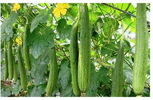 SEEDS EVOLUTION Ridge gourd torai satputiya 20 seeds high germination ...
