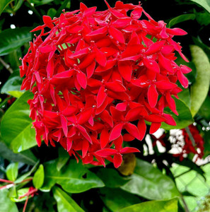 Cloud Farm Trothic Ixora/Chethi Plant Price in India - Buy Cloud Farm ...