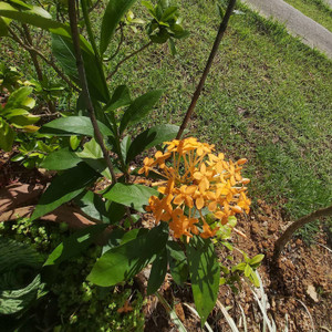 Cloud Farm Trothic Ixora/Chethi Plant Price in India - Buy Cloud Farm ...