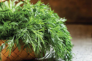 Paudha Organic Soya Dill Plant Seed Price in India - Buy Paudha Organic ...