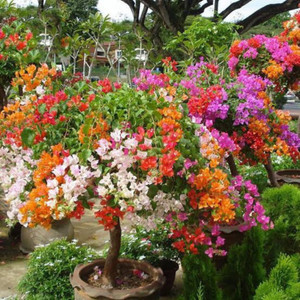 Earthagle Bougainvillea Plant Price in India - Buy Earthagle ...