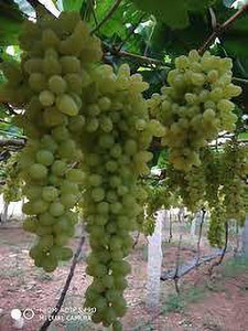 Ukanda Grape Plant Price in India - Buy Ukanda Grape Plant online at ...