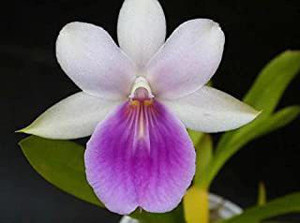 JESAA GREENS Kaempferia rotunda Seed Price in India - Buy JESAA GREENS ...