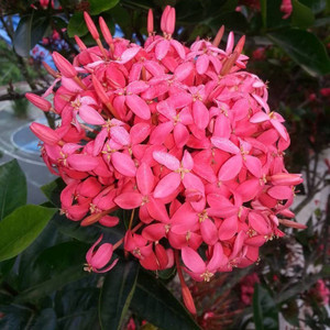 Dishani Trothic Ixora/Chethi Plant Price in India - Buy Dishani Trothic ...