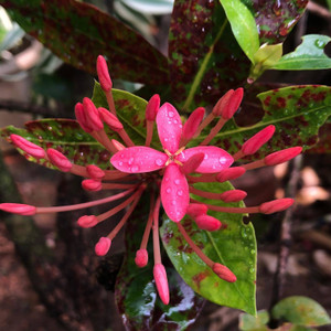 Dishani Trothic Ixora/Chethi Plant Price in India - Buy Dishani Trothic ...