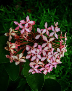 Dishani Trothic Ixora/Chethi Plant Price in India - Buy Dishani Trothic ...