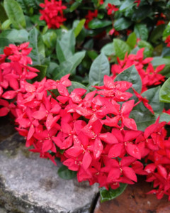 Dishani Trothic Ixora/Chethi Plant Price in India - Buy Dishani Trothic ...