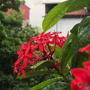 Dishani Trothic Ixora/Chethi Plant Price in India - Buy Dishani Trothic ...