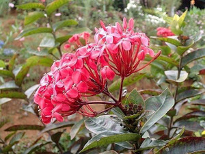 Dishani Trothic Ixora/Chethi Plant Price in India - Buy Dishani Trothic ...