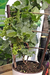 Aro Grapes, Green Grapes Seed Price in India - Buy Aro Grapes, Green ...