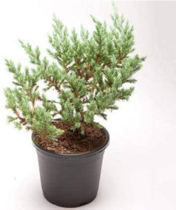 PRAJAPATNURSERY Juniper Plant Price in India - Buy PRAJAPATNURSERY ...