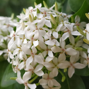 Dishani Trothic Ixora/Chethi Plant Price in India - Buy Dishani Trothic ...