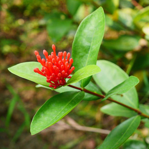 Dishani Trothic Ixora/Chethi Plant Price in India - Buy Dishani Trothic ...