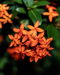 Dishani Trothic Ixora/Chethi Plant Price in India - Buy Dishani Trothic ...