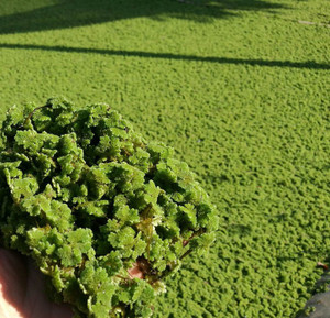 TREECARE Azolla Seed Price in India - Buy TREECARE Azolla Seed online ...