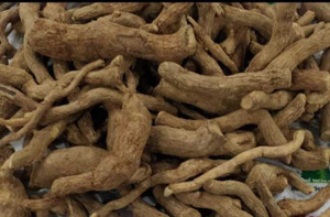 plantsworld Indian Snake Root, Sarpagandha, Patala Garuda, Patalgandhi ...