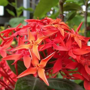 PUNARVA Trothic Ixora/Chethi Plant Price in India - Buy PUNARVA Trothic ...