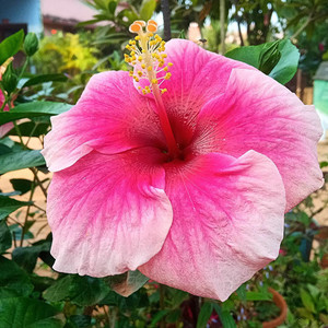 ADANNAYA Hibiscus Plant Price in India - Buy ADANNAYA Hibiscus Plant ...