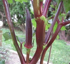 KANAYA Lal Bhindi Red Okra Lady Finger Vegetable Seed Price in India ...