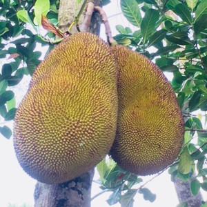 Cloud Farm Jackfruit Plant Price in India - Buy Cloud Farm Jackfruit ...