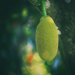 Cloud Farm Jackfruit Plant Price in India - Buy Cloud Farm Jackfruit ...