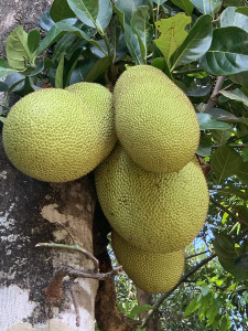 Cloud Farm Jackfruit Plant Price in India - Buy Cloud Farm Jackfruit ...