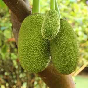 Plant Kart Jack Fruit Plant Price in India - Buy Plant Kart Jack Fruit ...