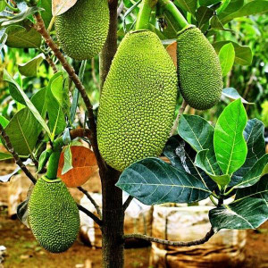 Cloud Farm Jackfruit Plant Price in India - Buy Cloud Farm Jackfruit ...