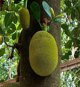 Cloud Farm Jackfruit Plant Price in India - Buy Cloud Farm Jackfruit ...