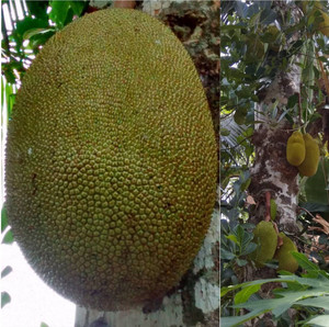 Cloud Farm Jackfruit Plant Price in India - Buy Cloud Farm Jackfruit ...