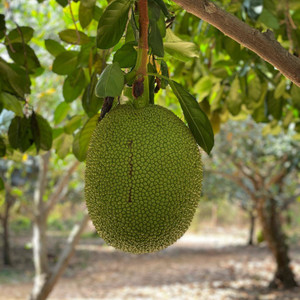 Cloud Farm Jackfruit Plant Price in India - Buy Cloud Farm Jackfruit ...