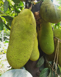 Cloud Farm Jackfruit Plant Price in India - Buy Cloud Farm Jackfruit ...