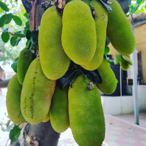 pb mandira plant Jackfruit Plant Price in India - Buy pb mandira plant ...