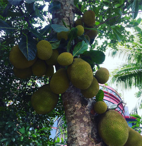 Cloud Farm Jackfruit Plant Price in India - Buy Cloud Farm Jackfruit ...