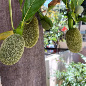 Cloud Farm Jackfruit Plant Price in India - Buy Cloud Farm Jackfruit ...