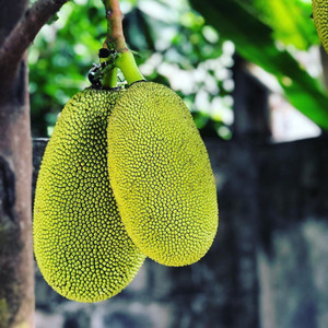 Cloud Farm Jackfruit Plant Price in India - Buy Cloud Farm Jackfruit ...