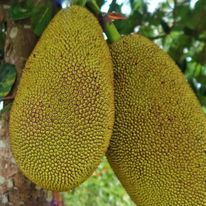 Cloud Farm Jackfruit Plant Price in India - Buy Cloud Farm Jackfruit ...