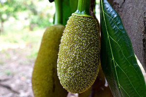 Cloud Farm Jackfruit Plant Price in India - Buy Cloud Farm Jackfruit ...