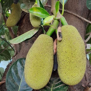 Cloud Farm Jackfruit Plant Price in India - Buy Cloud Farm Jackfruit ...