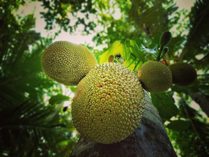 Cloud Farm Jackfruit Plant Price in India - Buy Cloud Farm Jackfruit ...